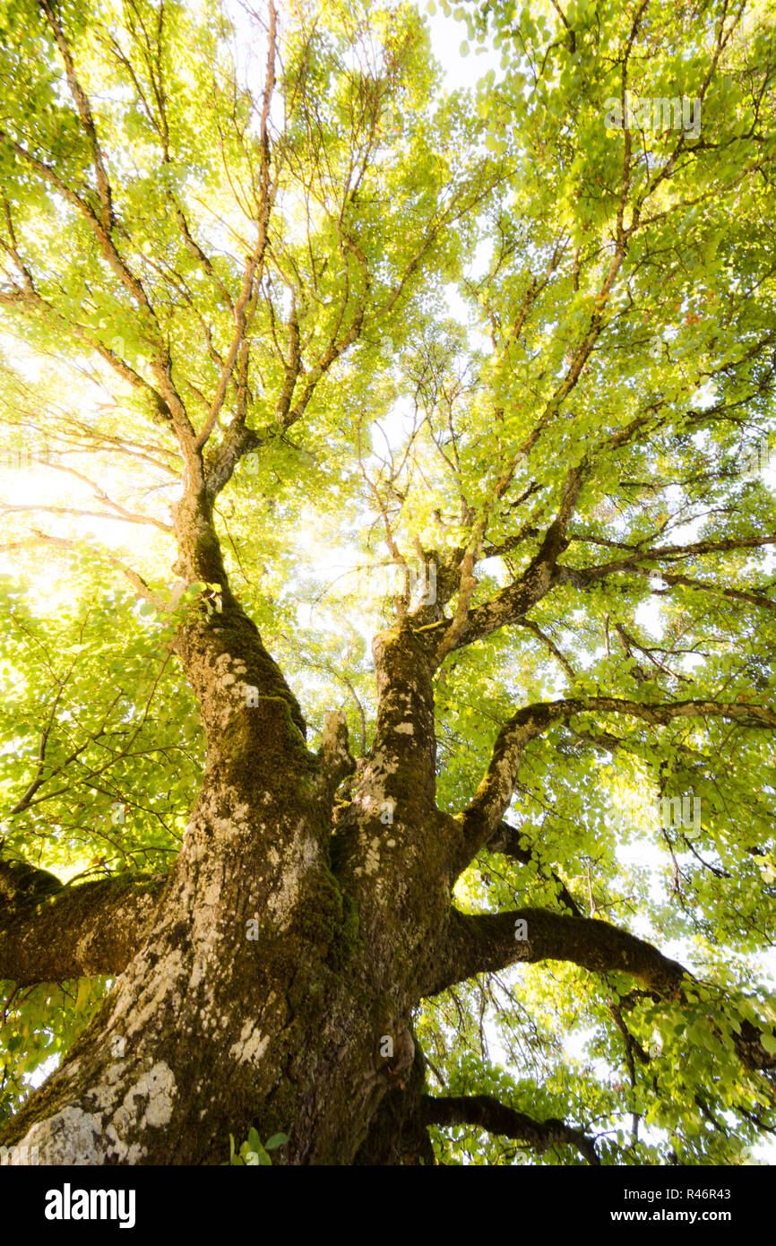 The powerful tree hi-res stock photography and images - Alamy