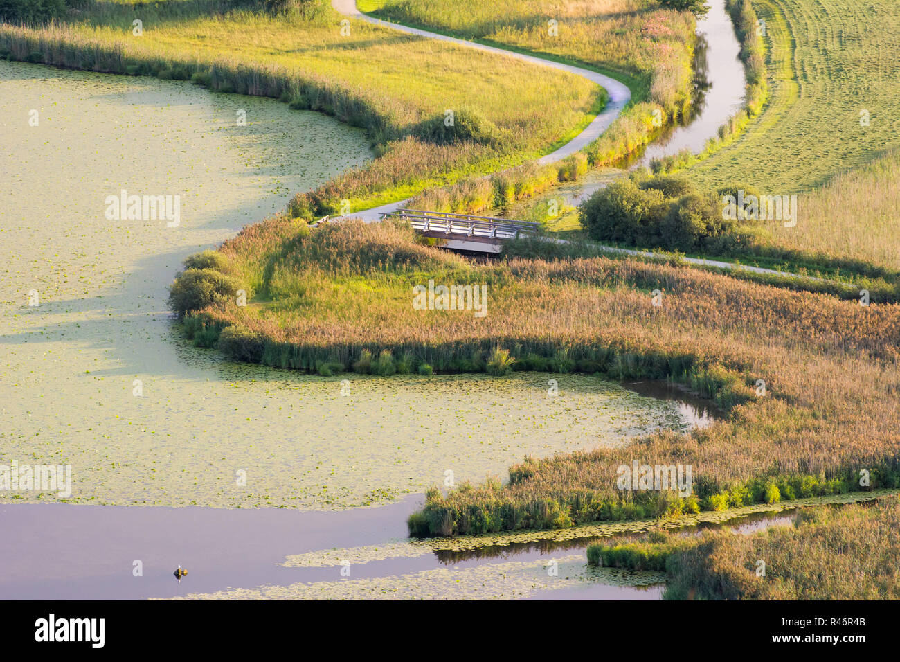 Swamp europe hi-res stock photography and images - Alamy