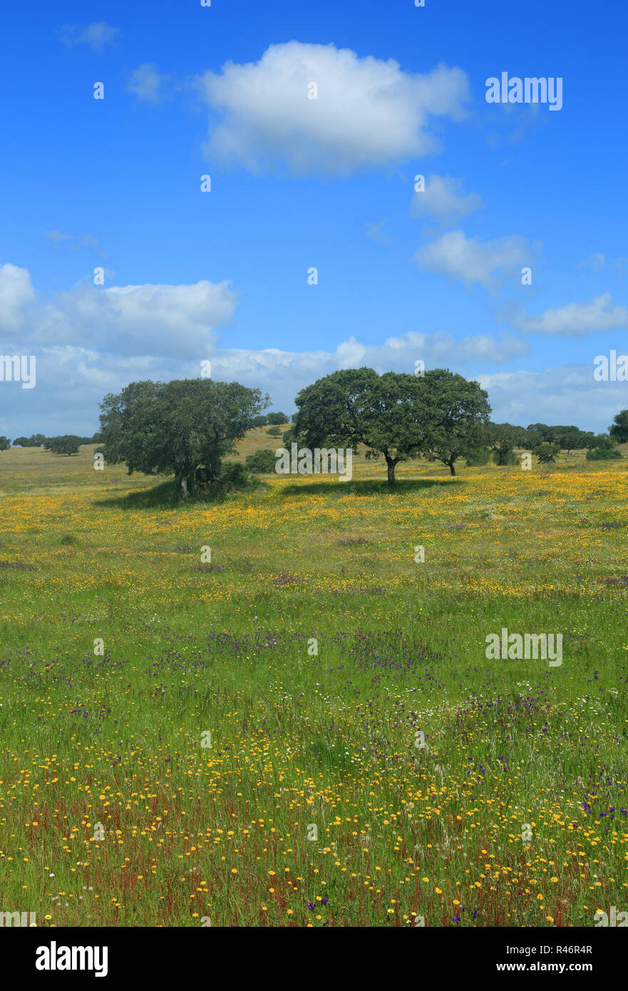 Portugal, Alentejo Region near Evora - Cork oak trees - Quercus suber ...