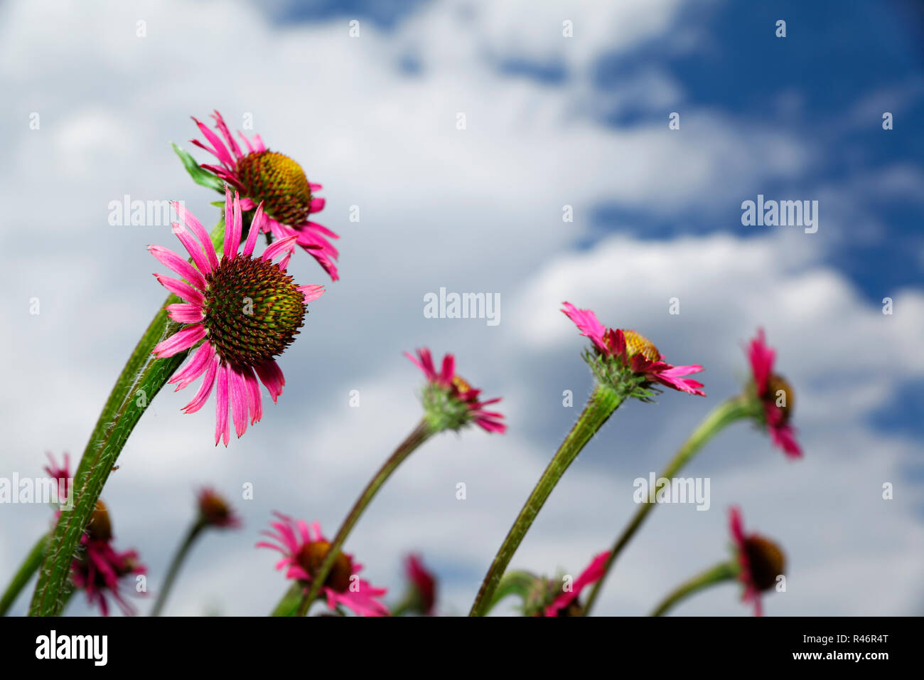 Igelka pfe hi-res stock photography and images - Alamy