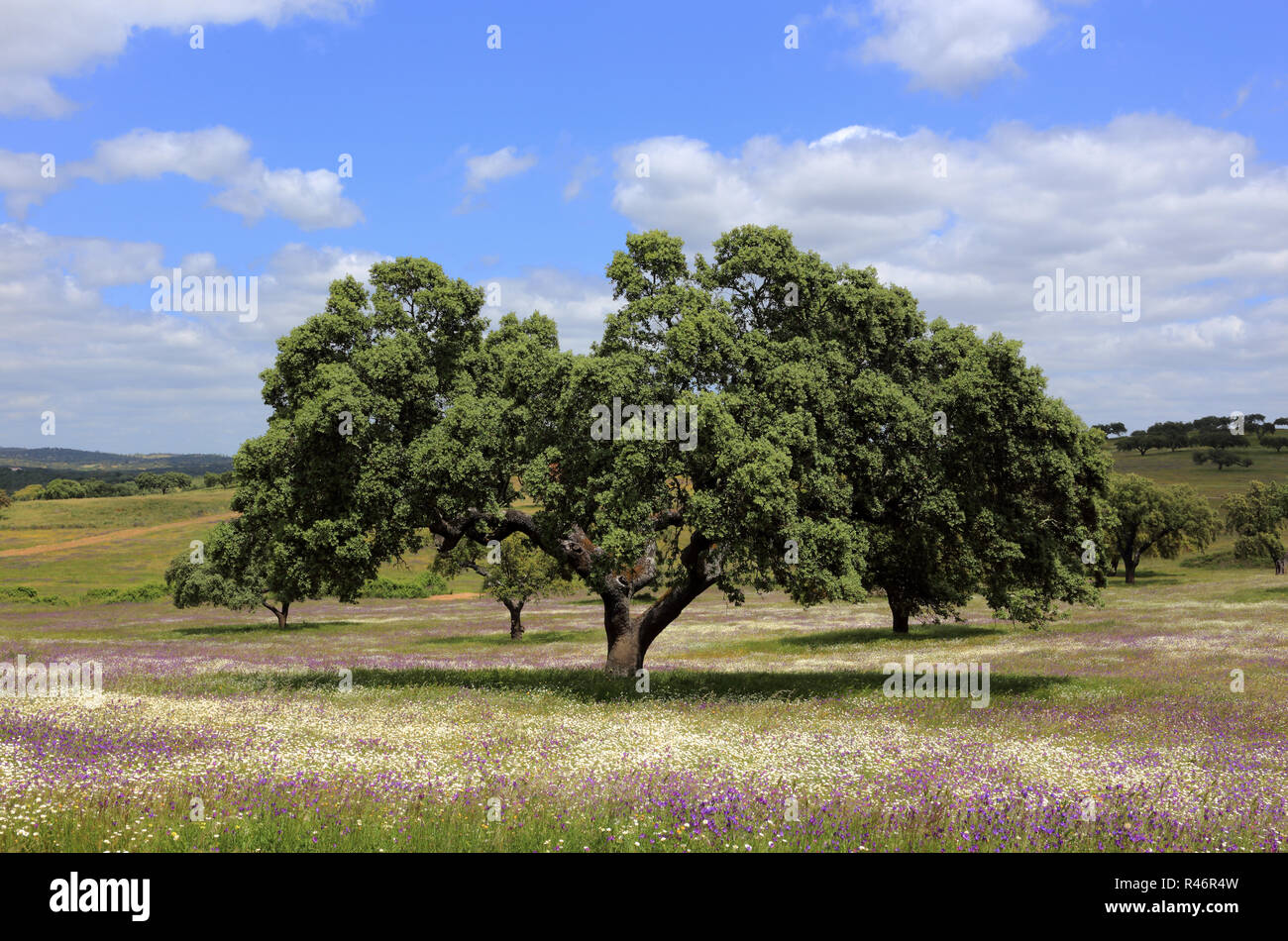 Portugal, Alentejo Region near Evora - Cork oak trees - Quercus suber ...