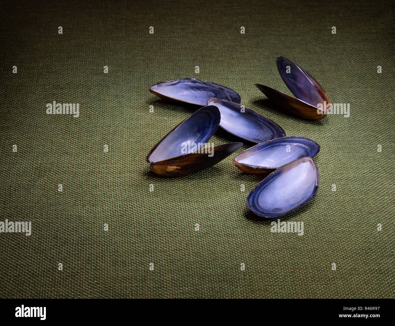 Mussel shells hi-res stock photography and images - Alamy