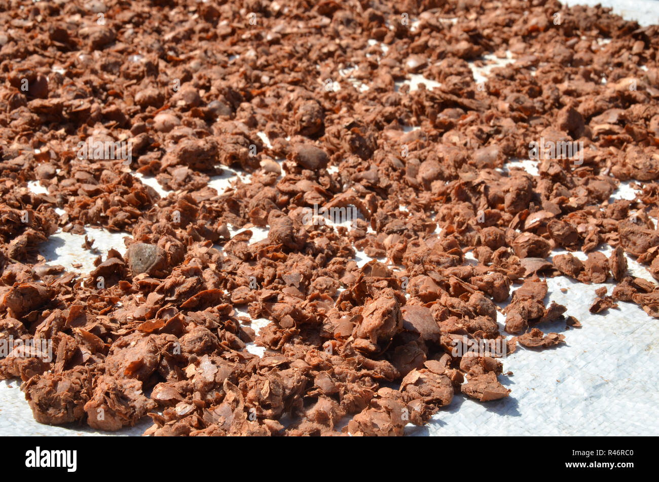 Nutmeg dry by the sun Stock Photo - Alamy