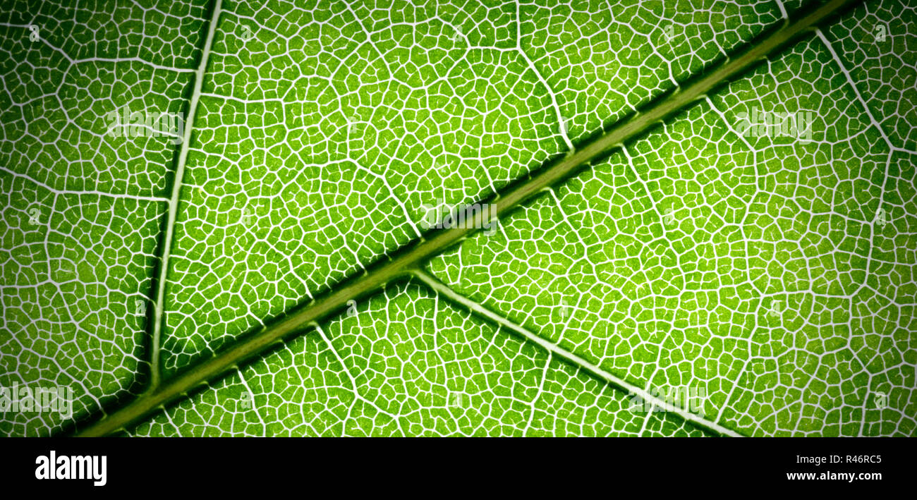 Web banner green leaves macro texture background Stock Photo - Alamy