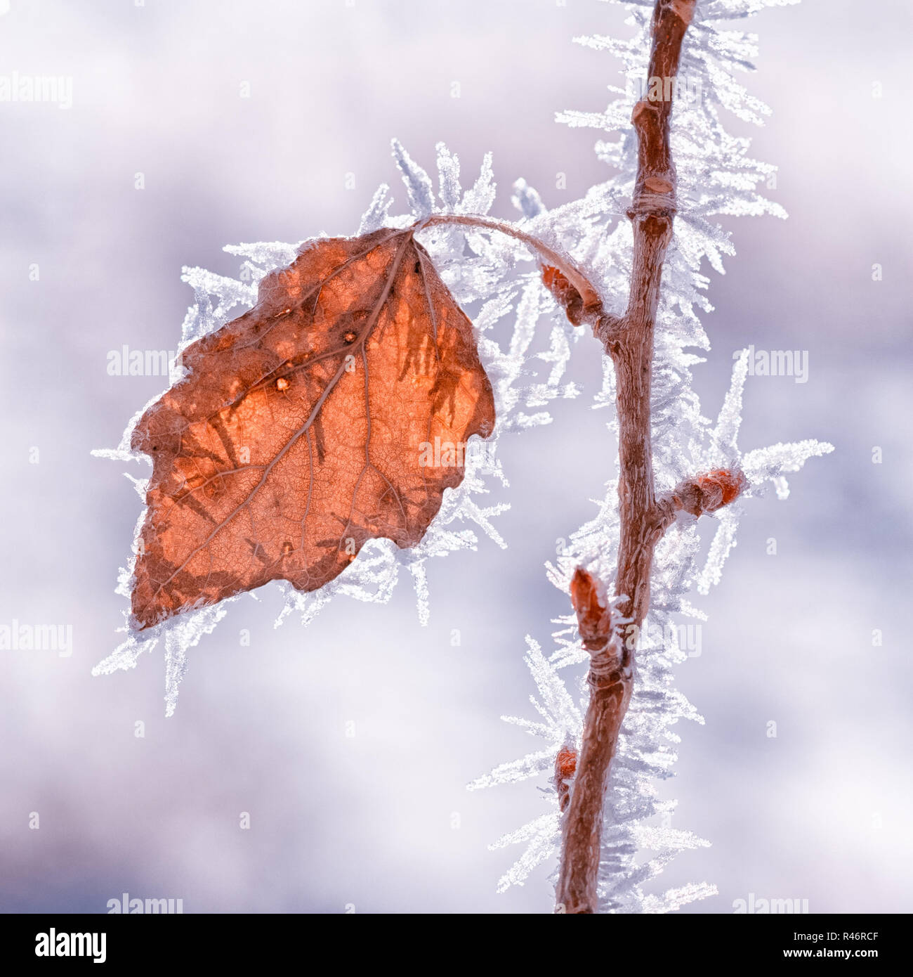 leaf-covered-in-hoarfrost-hi-res-stock-photography-and-images-alamy