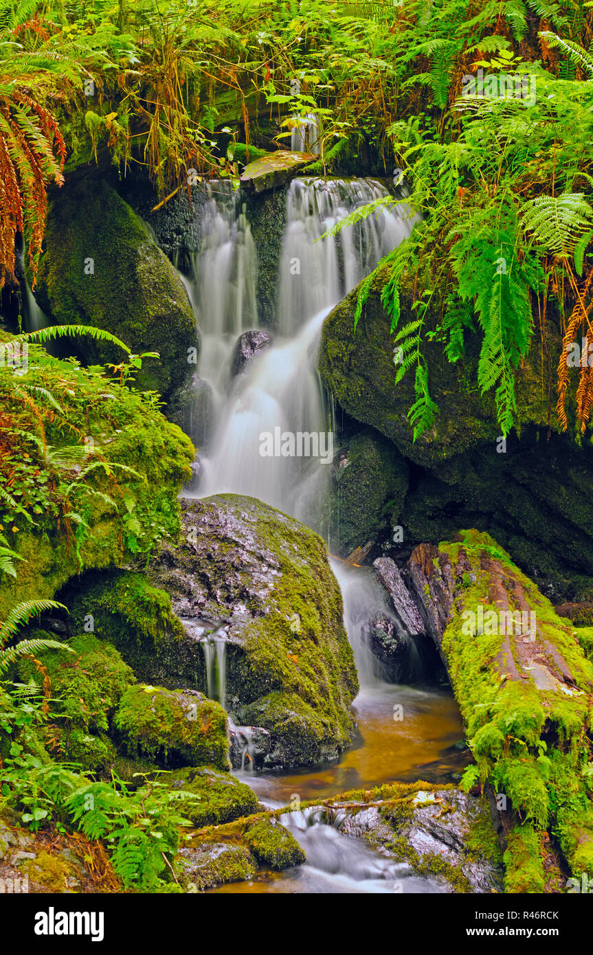 Hidden Falls in a fern Grotto Stock Photo - Alamy
