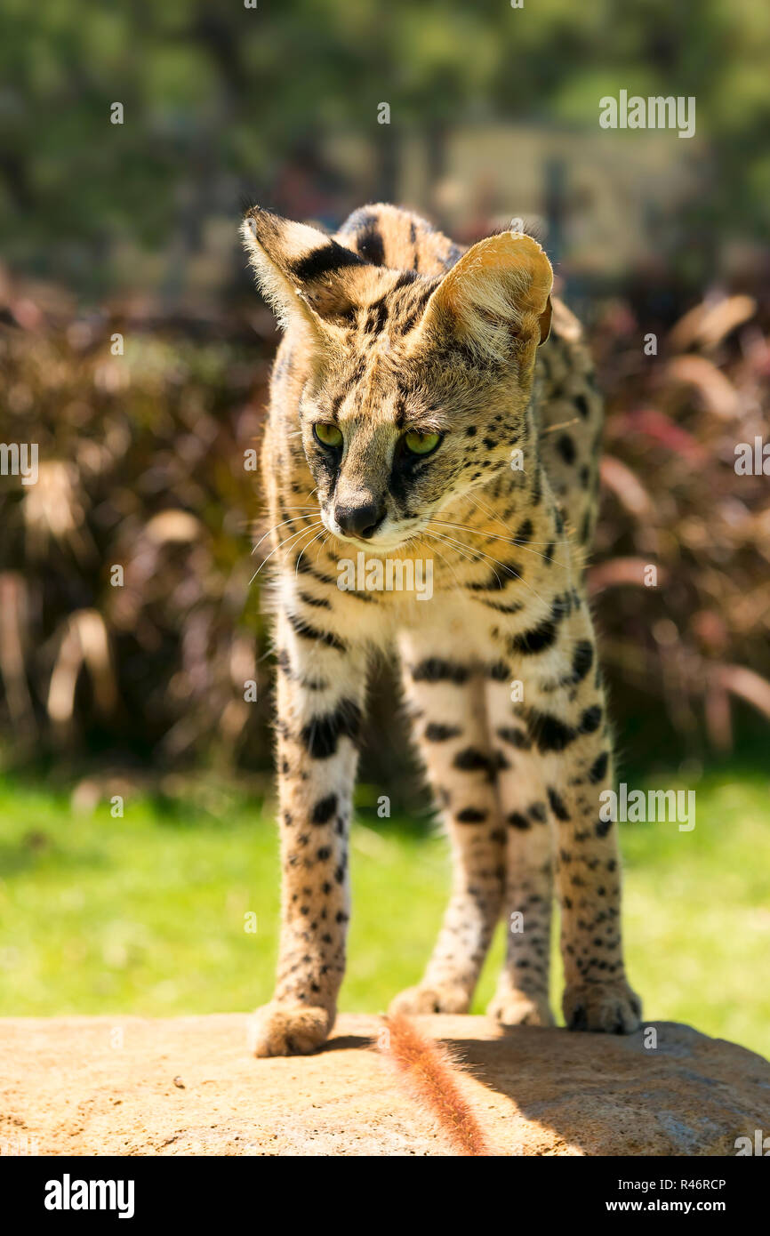 Captive serval cat hi-res stock photography and images - Alamy