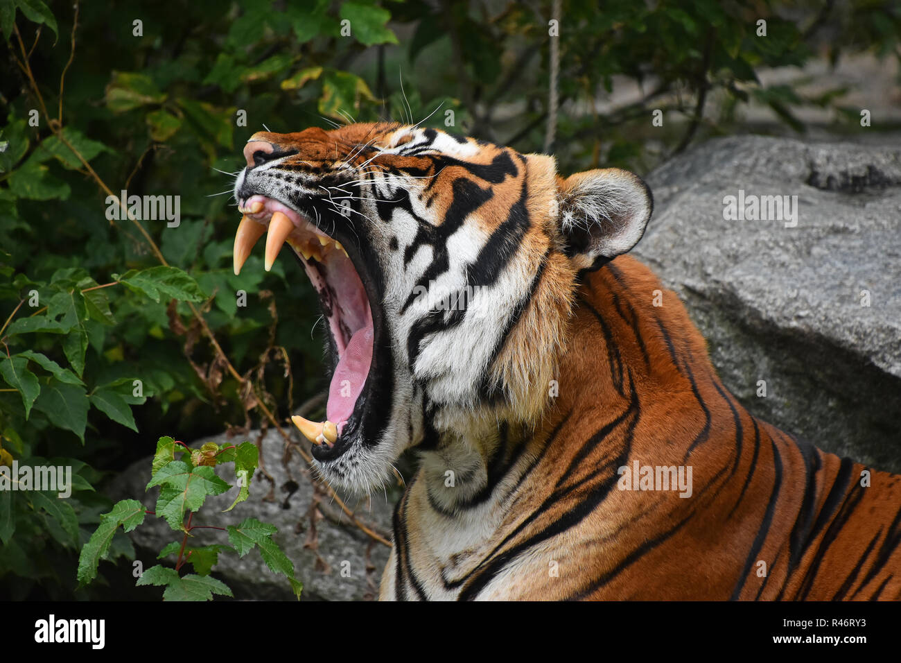 Tiger Roaring Profile