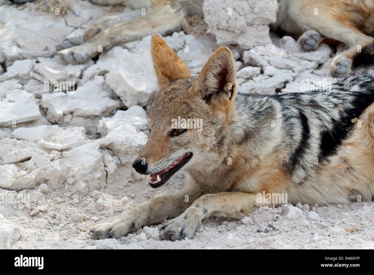 black-backed jackal Etosha Stock Photo - Alamy