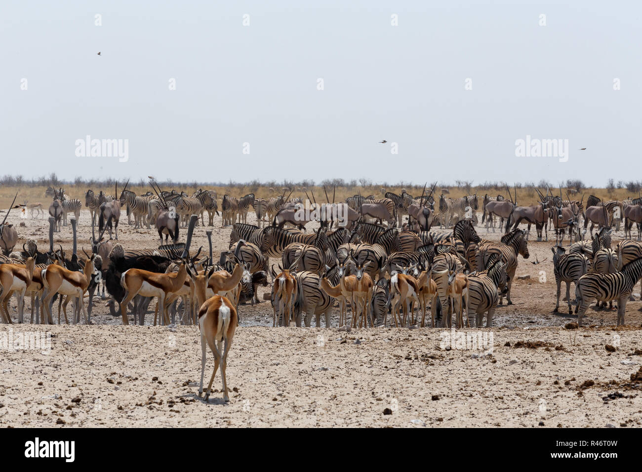 crowded waterhole with wild animals Stock Photo - Alamy