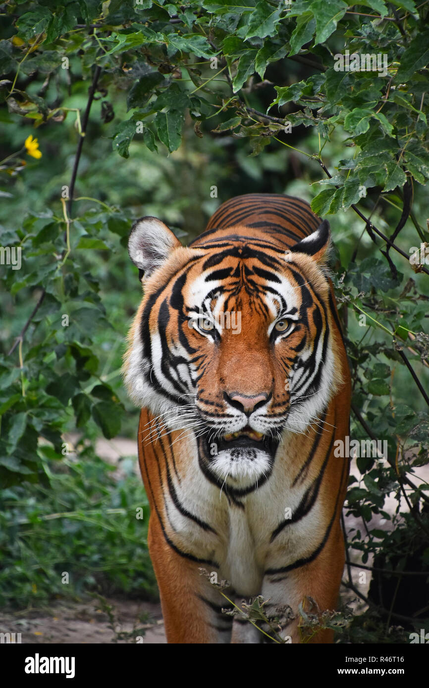 Close up front portrait of one male Indochinese tiger looking at camera ...
