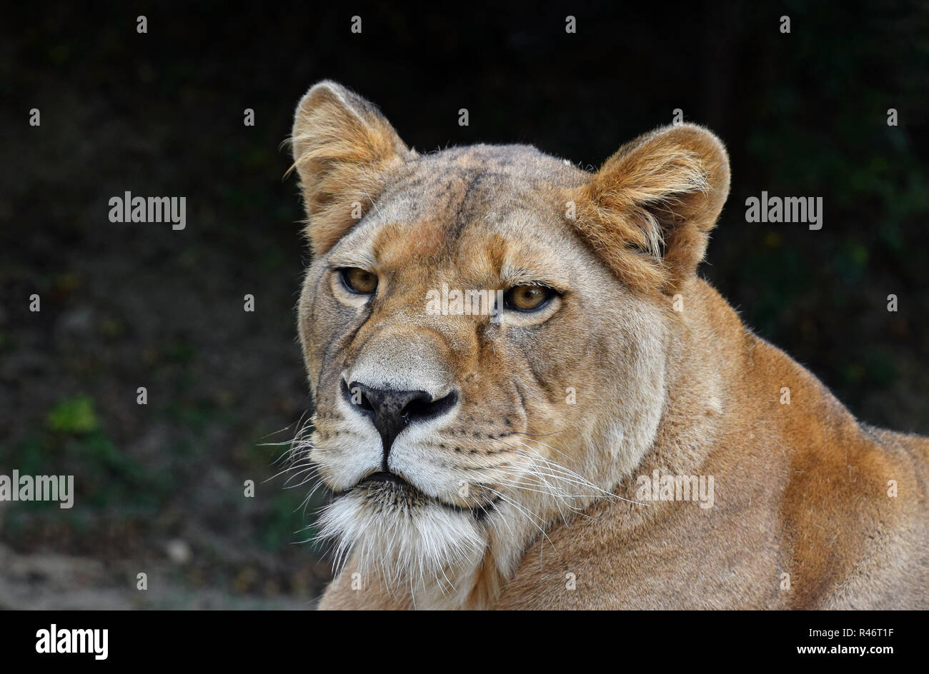 Close up portrait female lion hi-res stock photography and images - Alamy