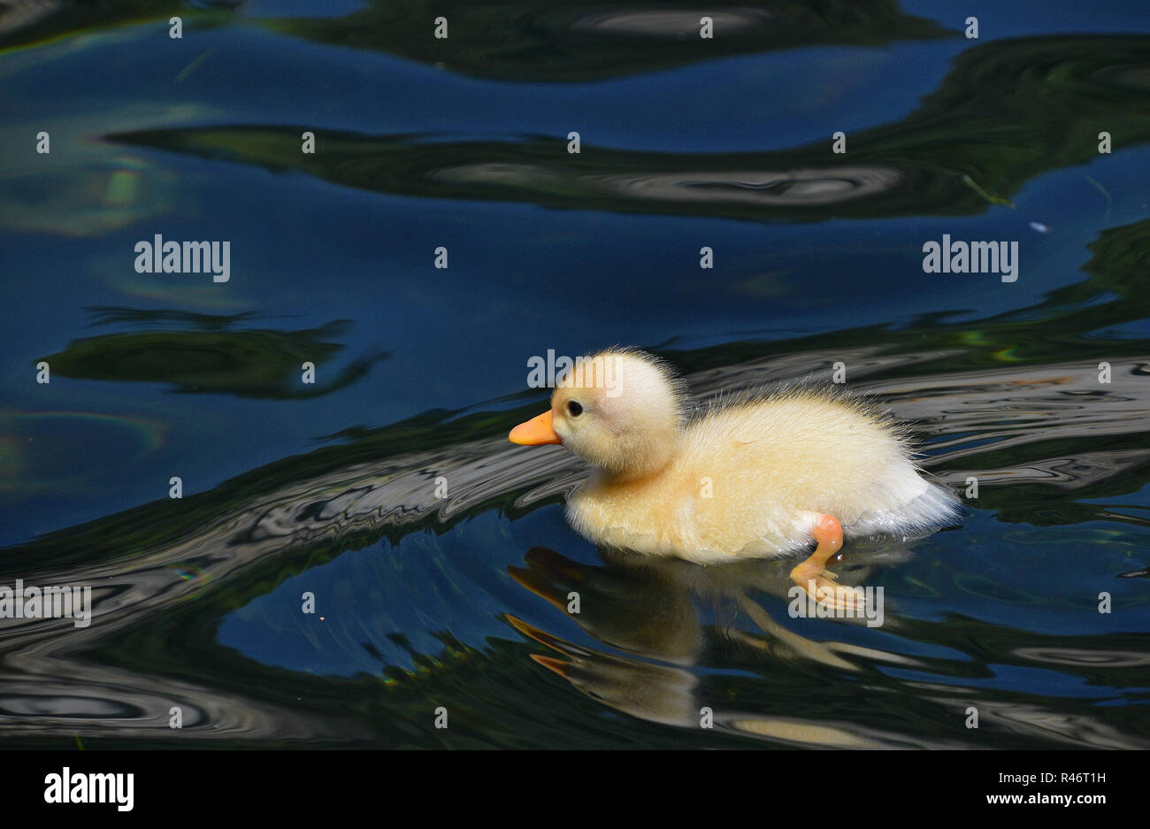 Baby duck yellow duckling hi-res stock photography and images - Alamy