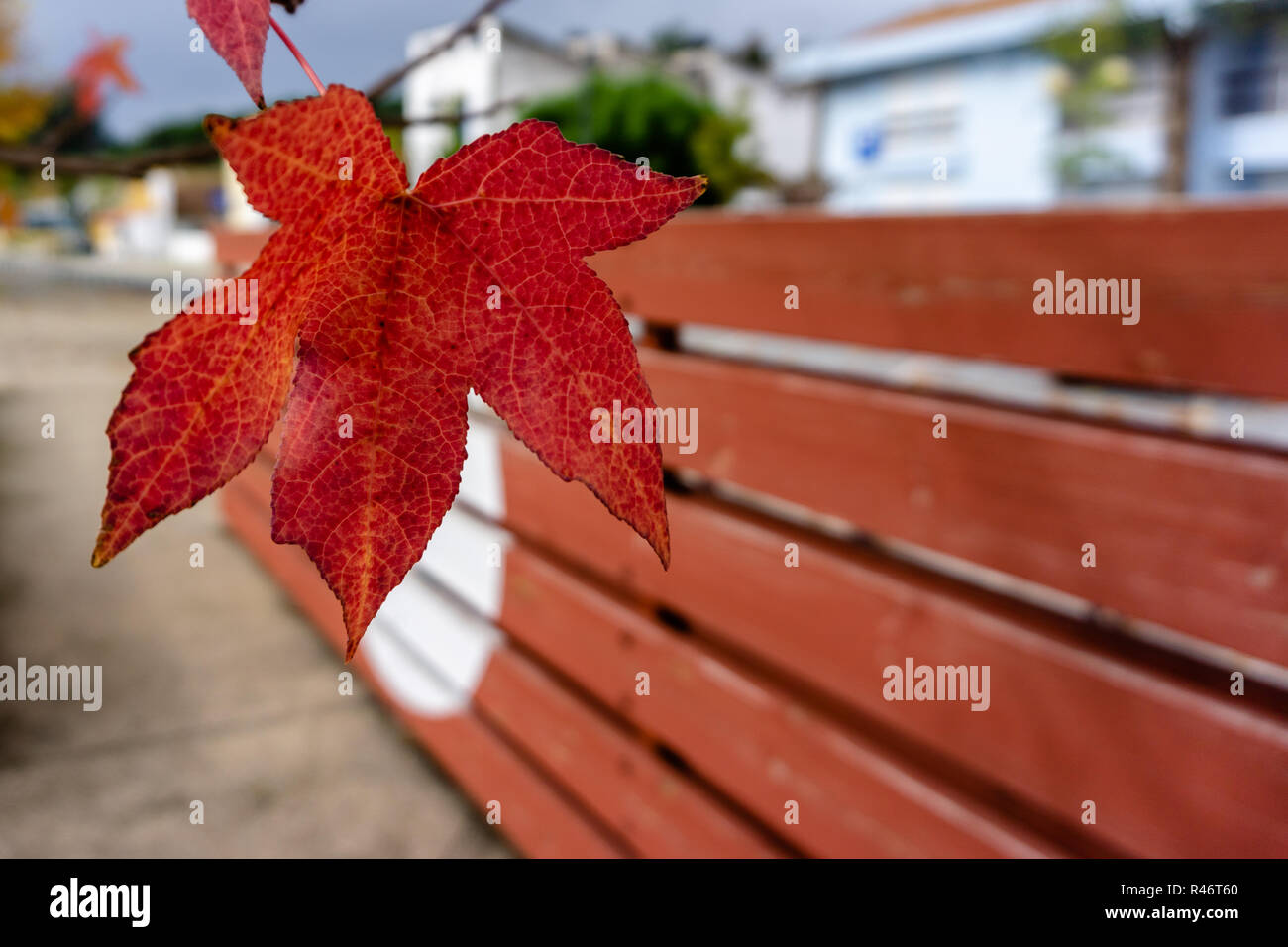 Closeup capture of a single maple leaf in the most beautiful range of ...