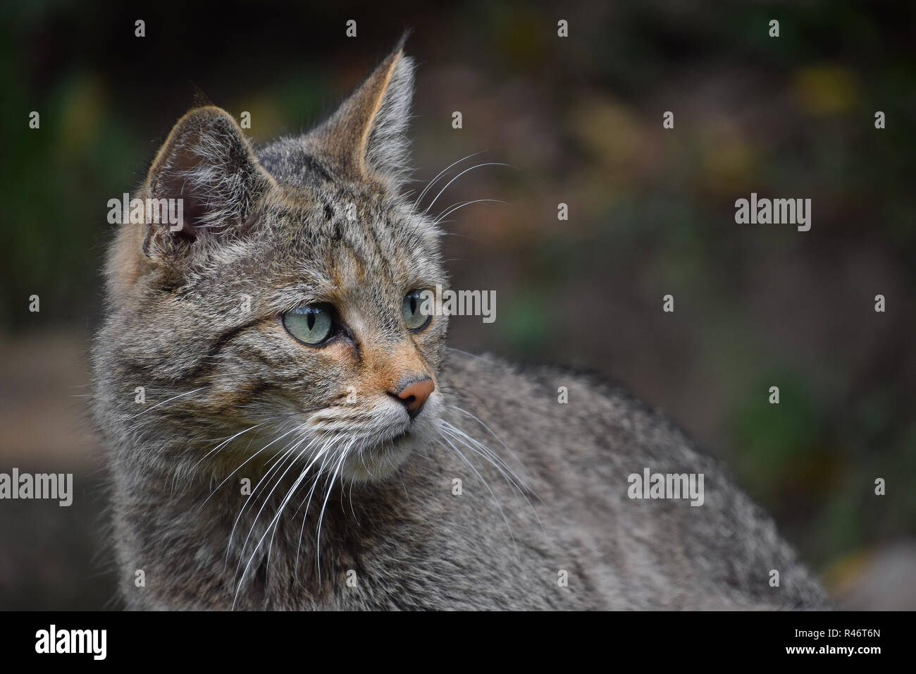 European wildcat side profile portrait close up Stock Photo - Alamy