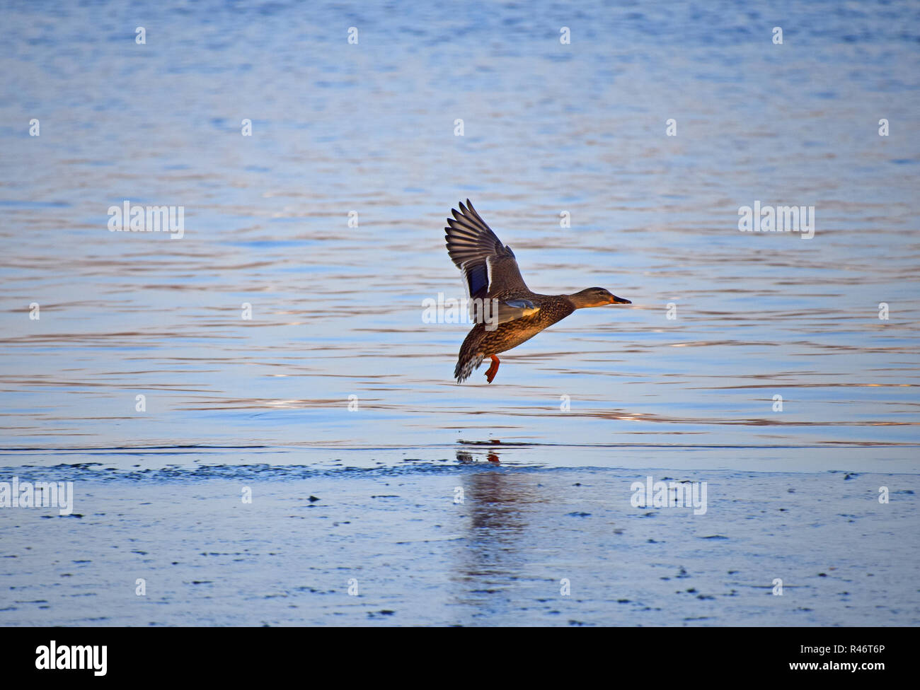 One mallard duck flying above blue wavy river water, low angle side ...