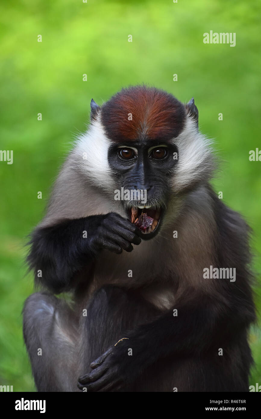 White collared mangabey eating hi-res stock photography and images - Alamy