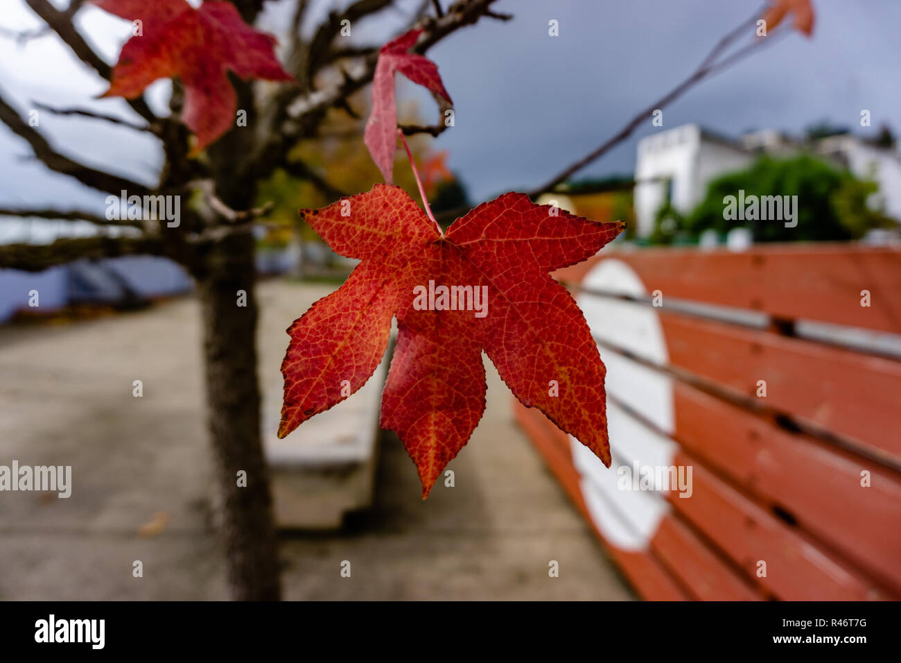 Closeup capture of a single maple leaf in the most beautiful range of ...