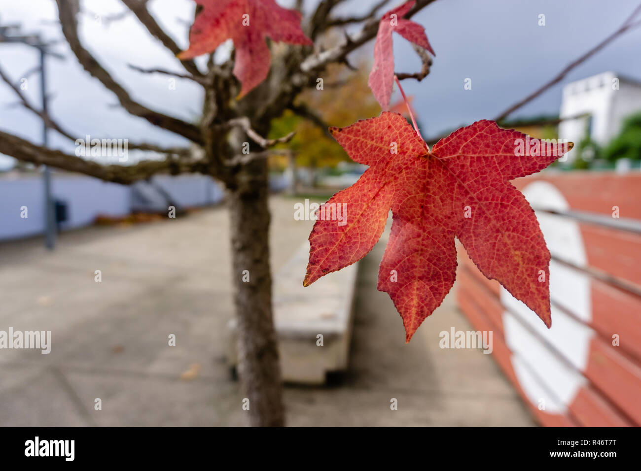 Closeup capture of a single maple leaf in the most beautiful range of ...