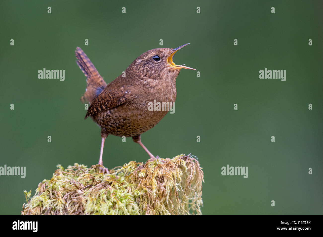 Pacific wren hi-res stock photography and images - Alamy