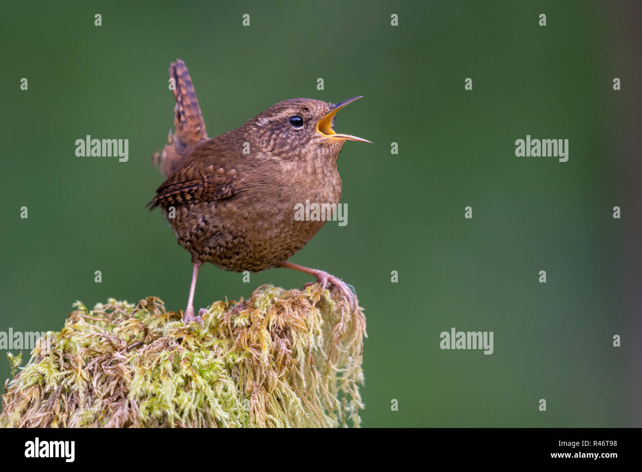 Wren photos hi-res stock photography and images - Alamy