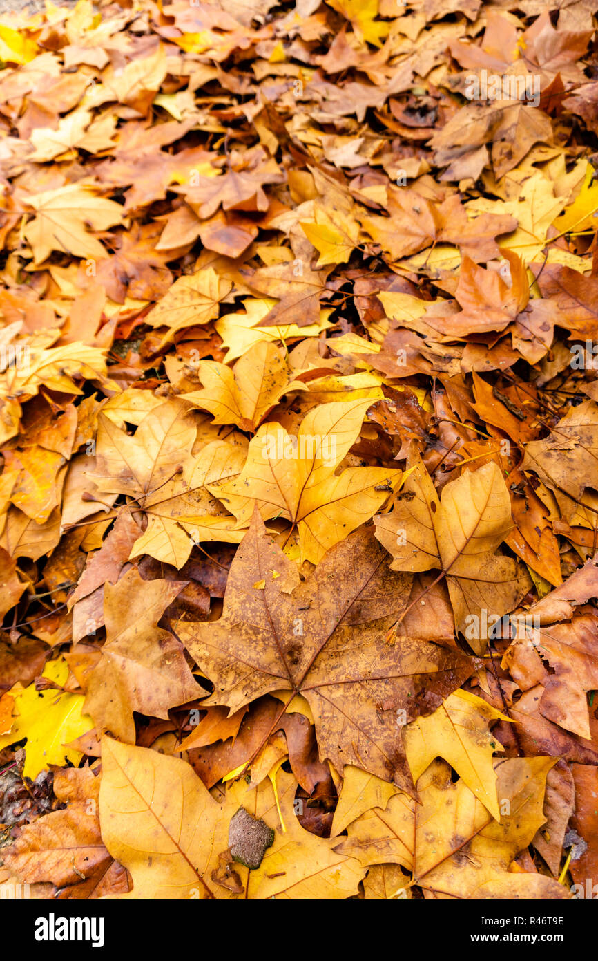 fallen leaves in autumn forest at sunny weather Stock Photo - Alamy