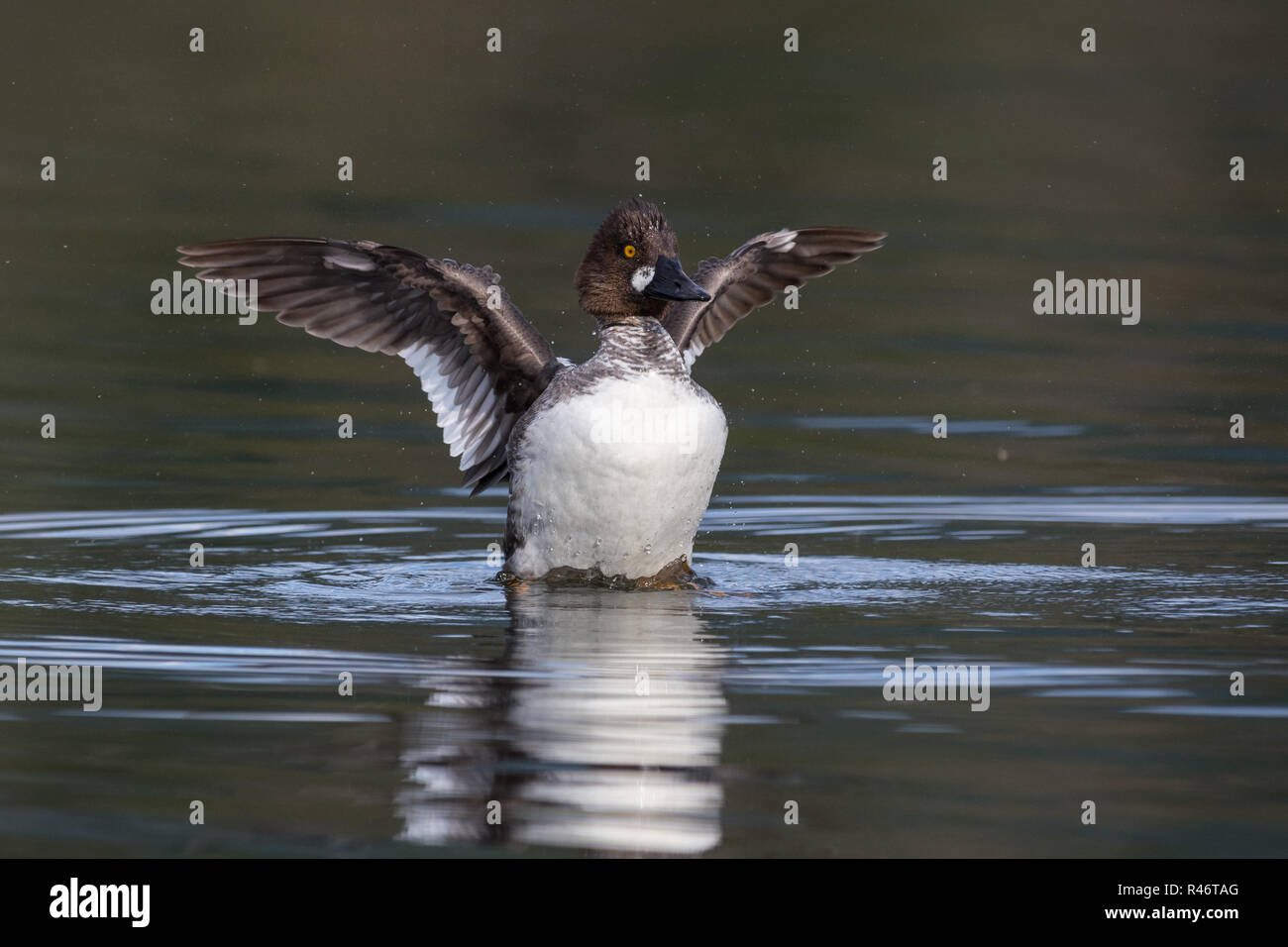 Common british ducks hi-res stock photography and images - Alamy
