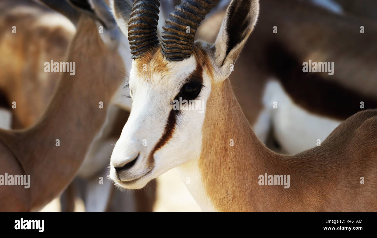 impala in africa // A male impala antelope (Aepyceros melampus) in ...