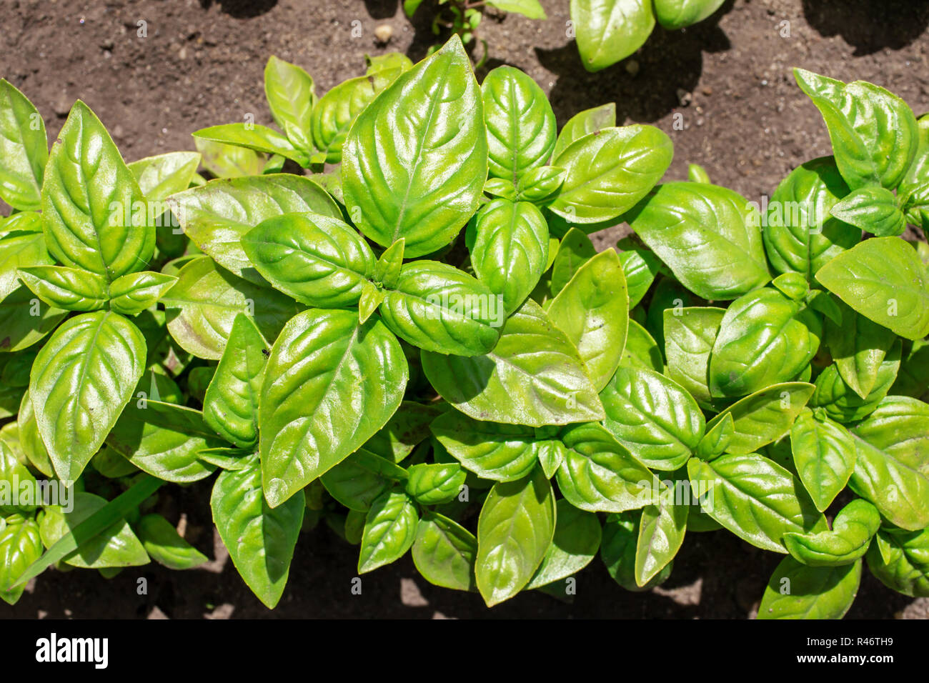 Smell plants hi-res stock photography and images - Alamy