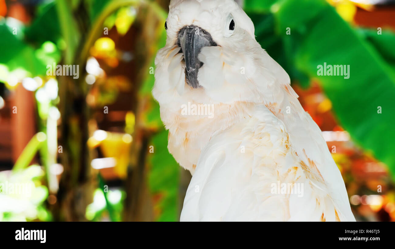White parrot hi-res stock photography and images - Alamy