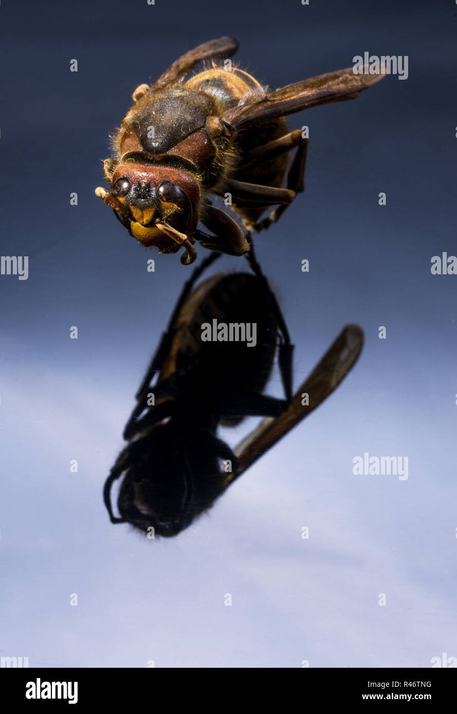 Flying wasp Vertical photo of wasp. Striped insect. Dark mood Stock ...