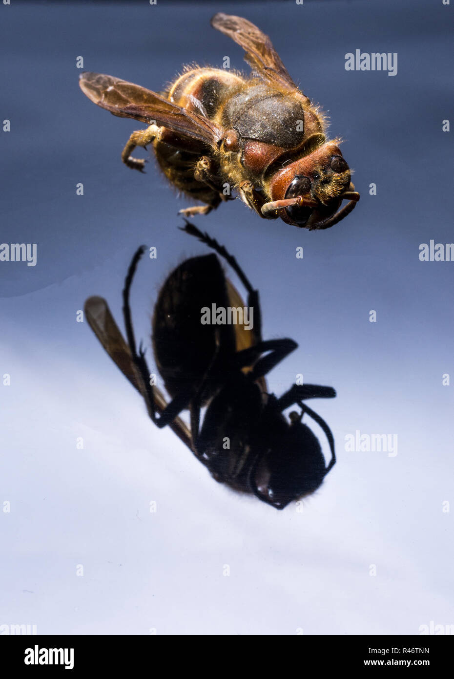 An isolated photograph of a wasp. Wasp hovering in the air. Vertical ...