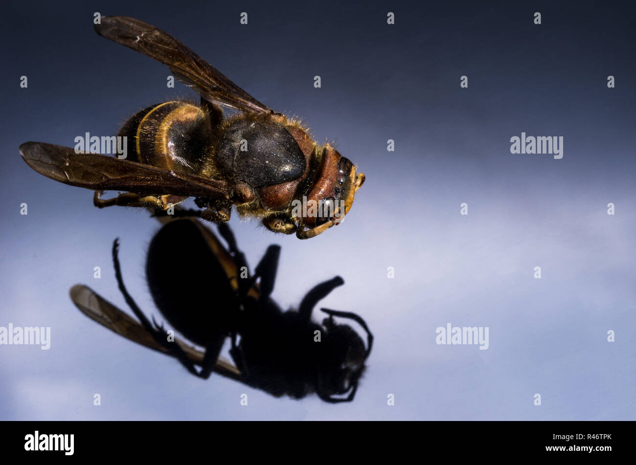 Top view wasps. Macro photo of an insect. The reflection of the wasp ...