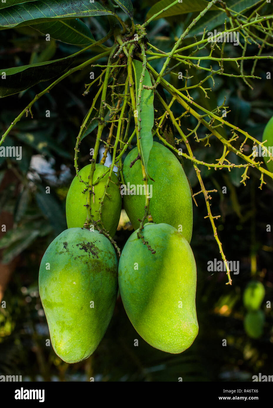 Ripe mango tree hi-res stock photography and images - Alamy