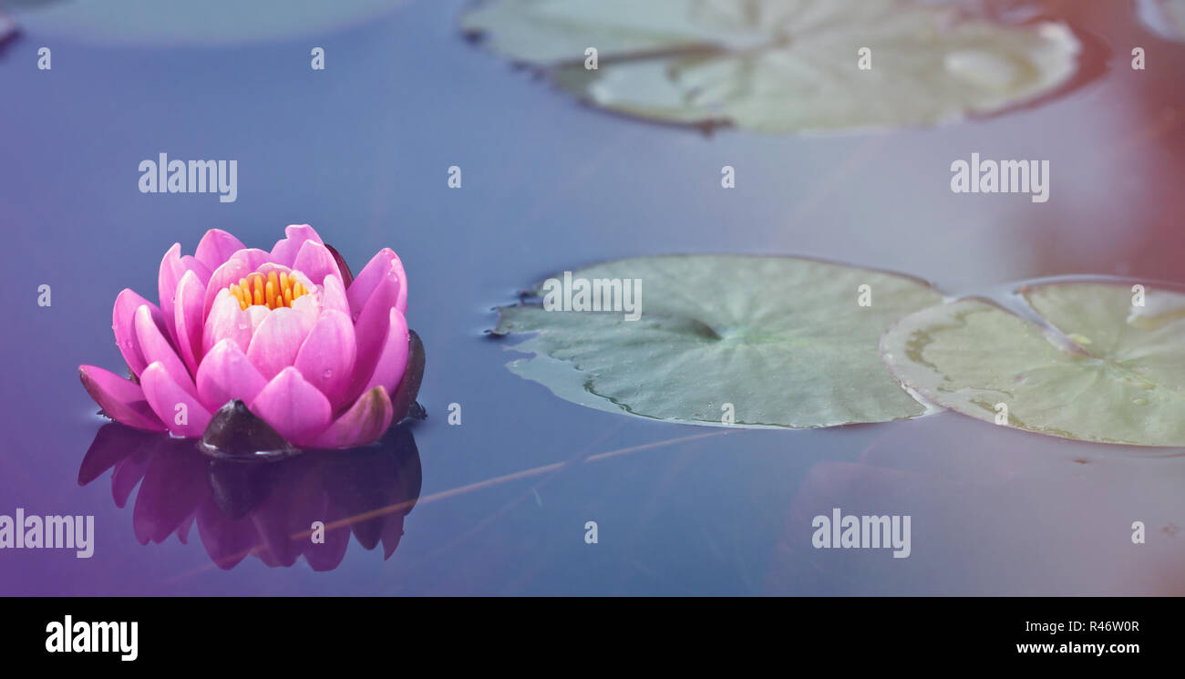 lotus flower banner background Stock Photo - Alamy