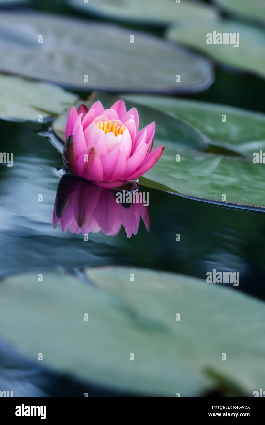 lotus flower banner background vertical Stock Photo - Alamy