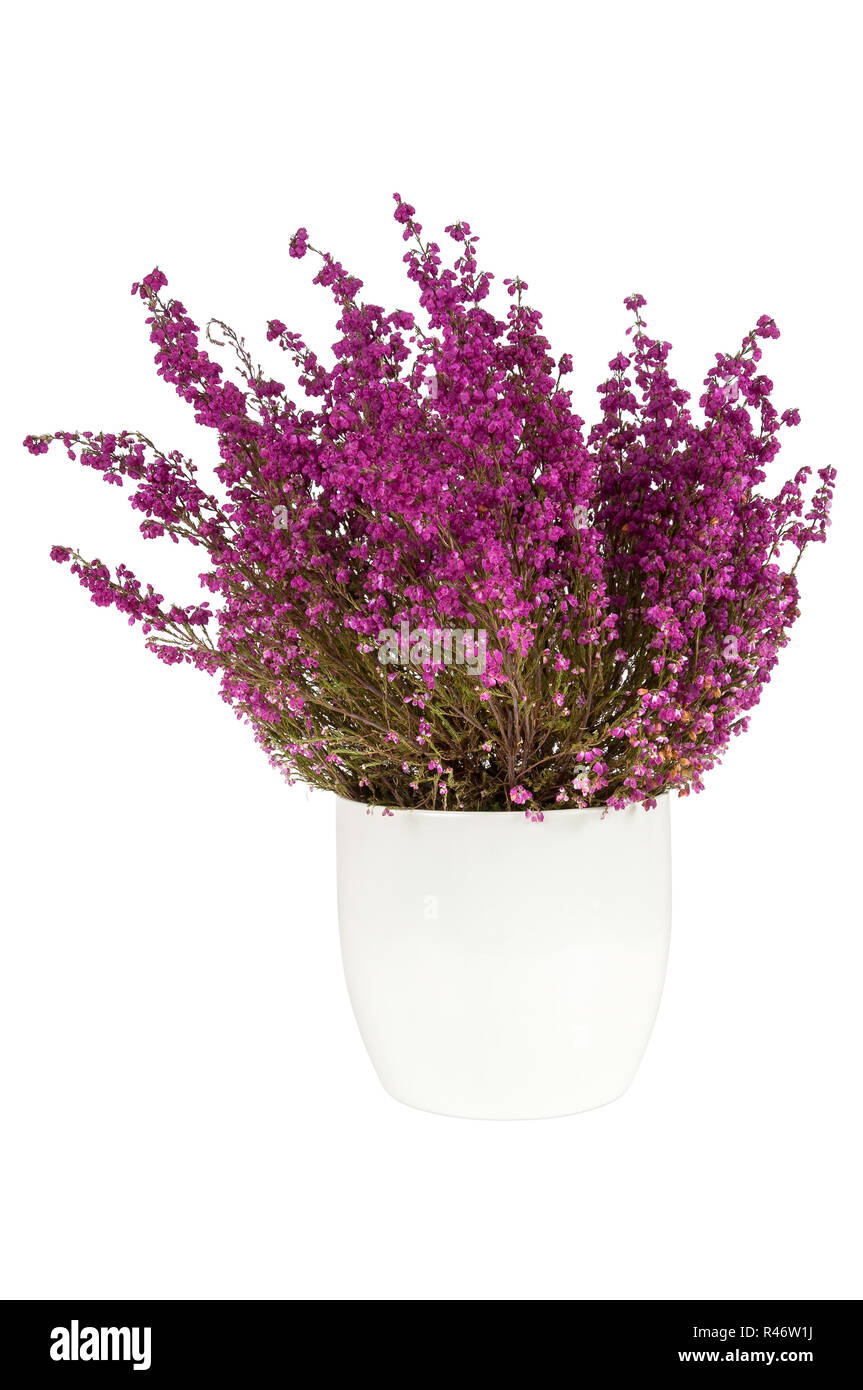 Heather colour Cut Out Stock Images & Pictures - Alamy