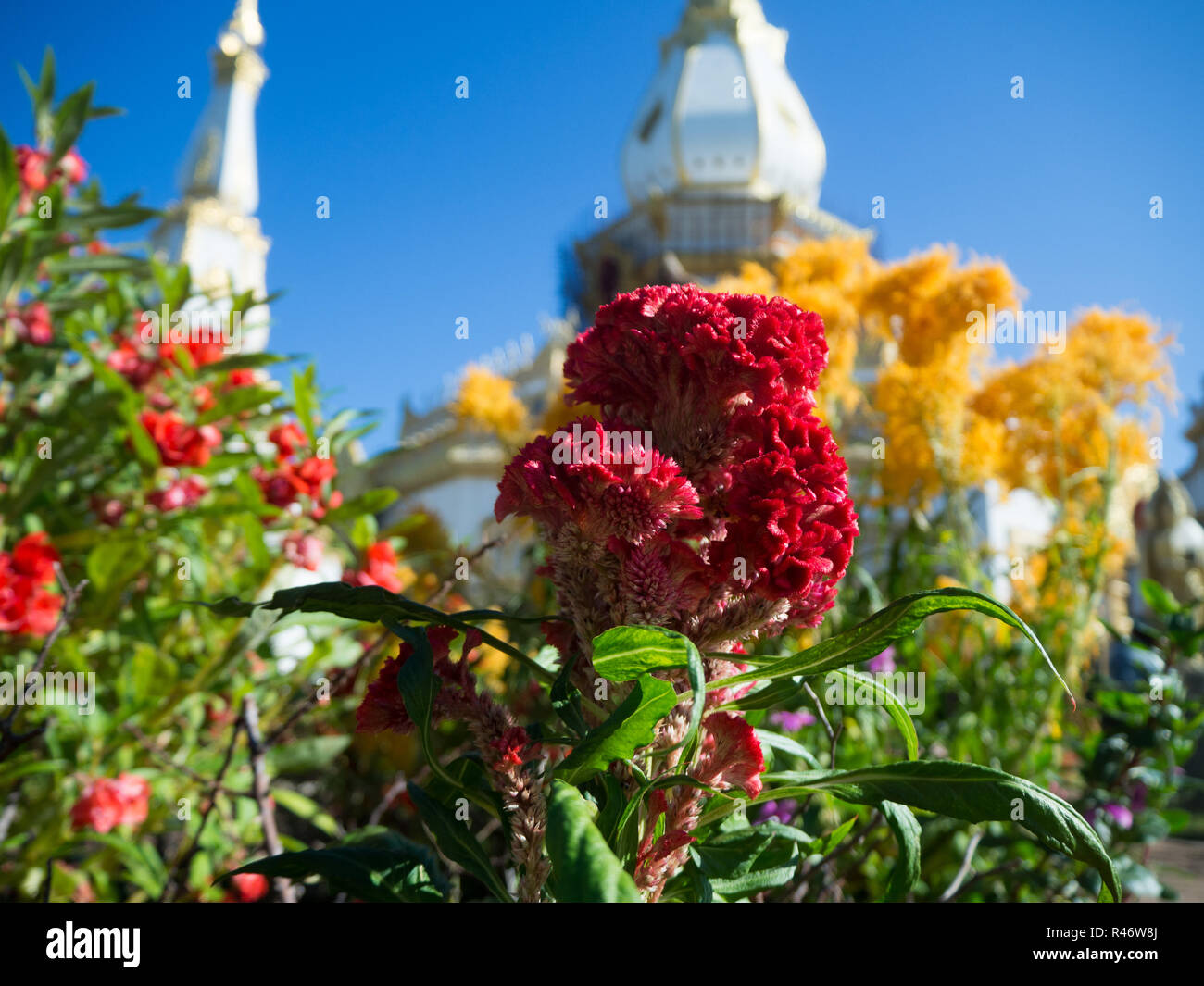 Celosia Wool Flowers Cockscomb Flower High Resolution Stock Photography ...