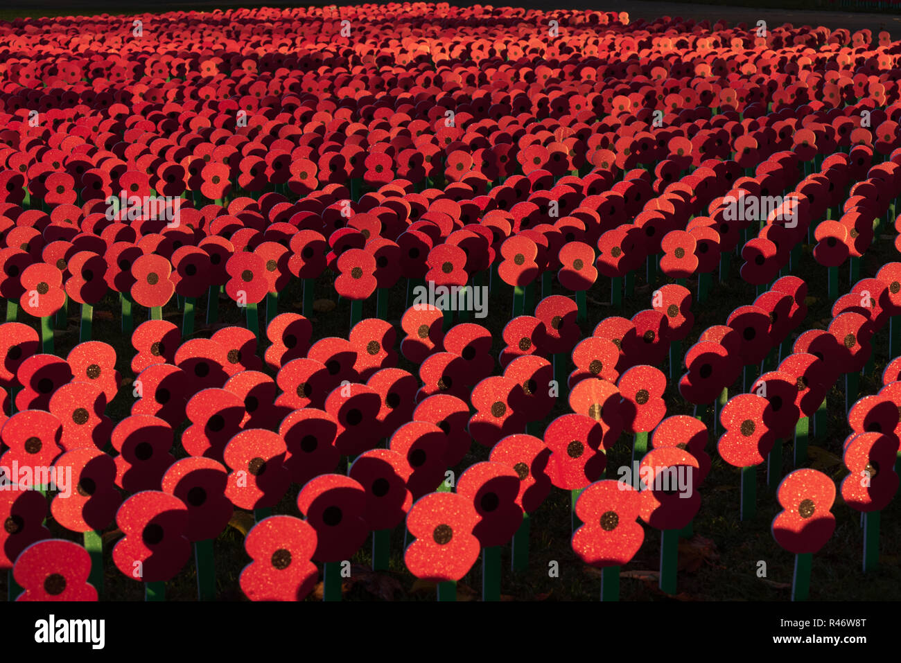 Mass of remembrance poppies marking centenary of First World War ...