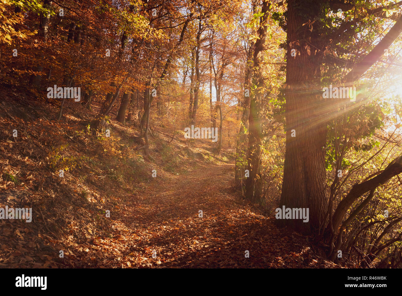 Beautiful, sunny autumn in the forest Stock Photo - Alamy