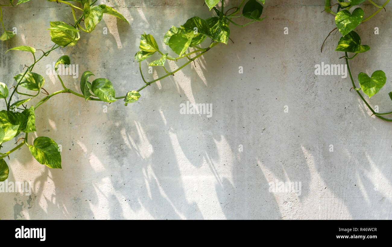 Green vine with shadow around the wall Stock Photo - Alamy