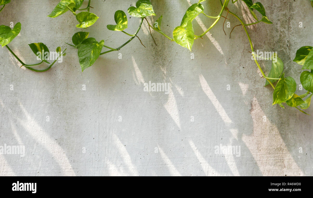 Green vine with shadow around the wall Stock Photo - Alamy