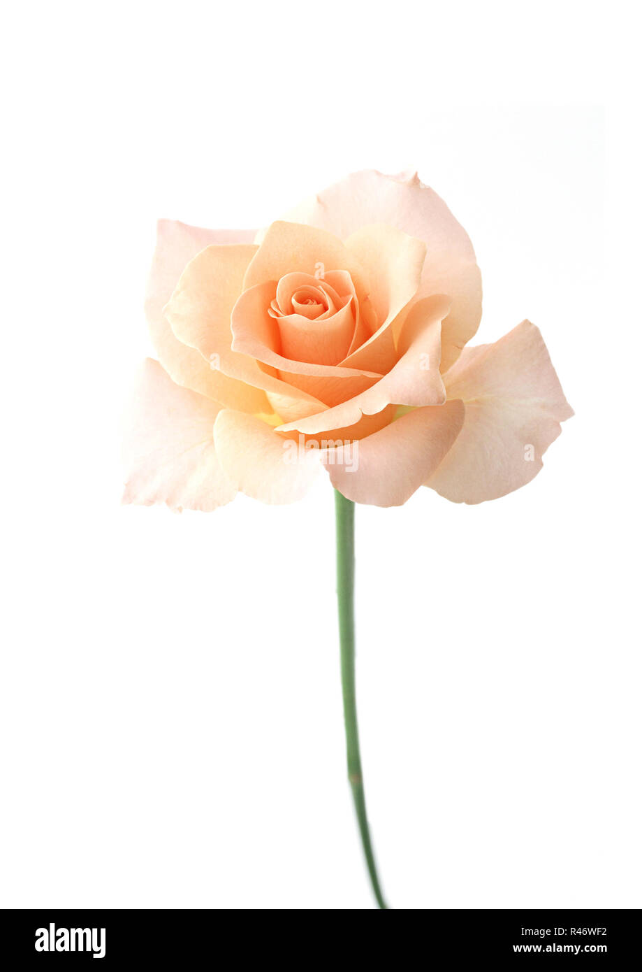 One light yellow rose flower on the white background Stock Photo - Alamy