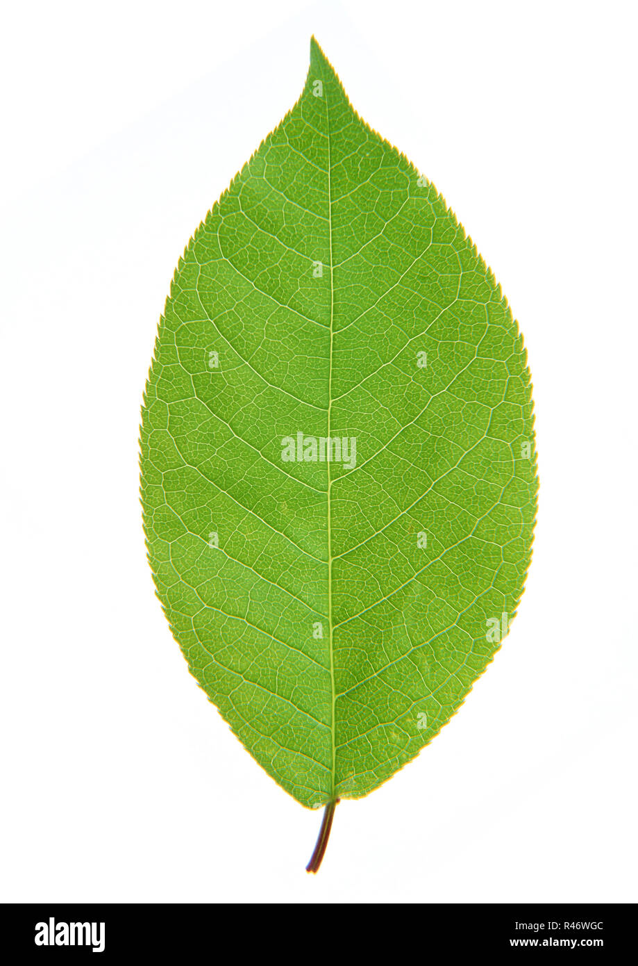 Green leaf with strips closeup on white background Stock Photo - Alamy