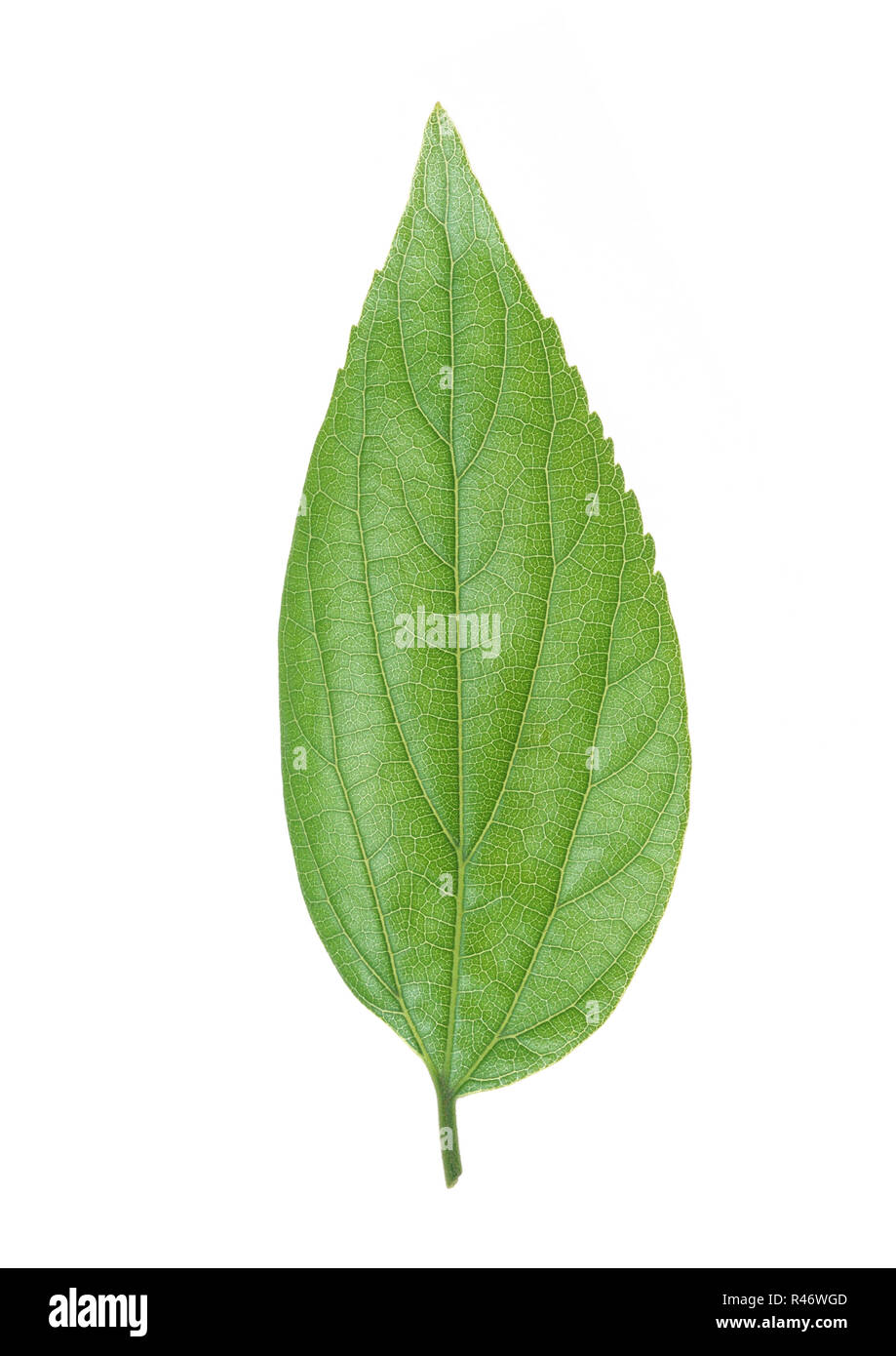 Green leaf with strips closeup on white background Stock Photo - Alamy