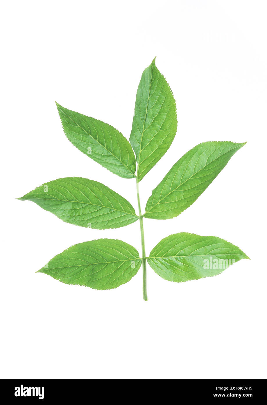 Green leaves with strips closeup on white background Stock Photo - Alamy