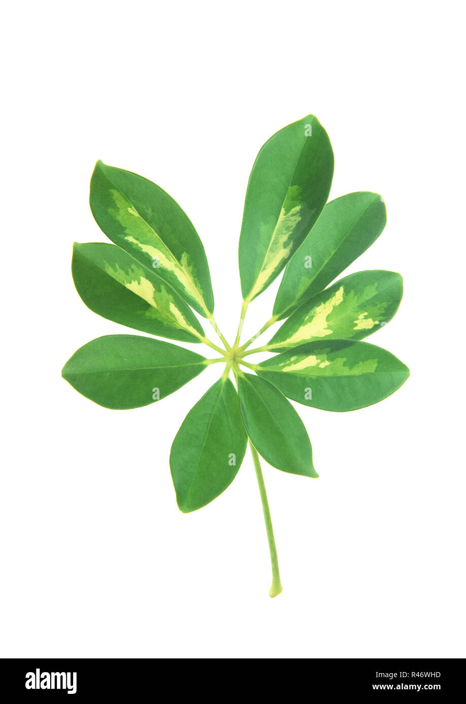 Green leaves with strips closeup on white background Stock Photo - Alamy