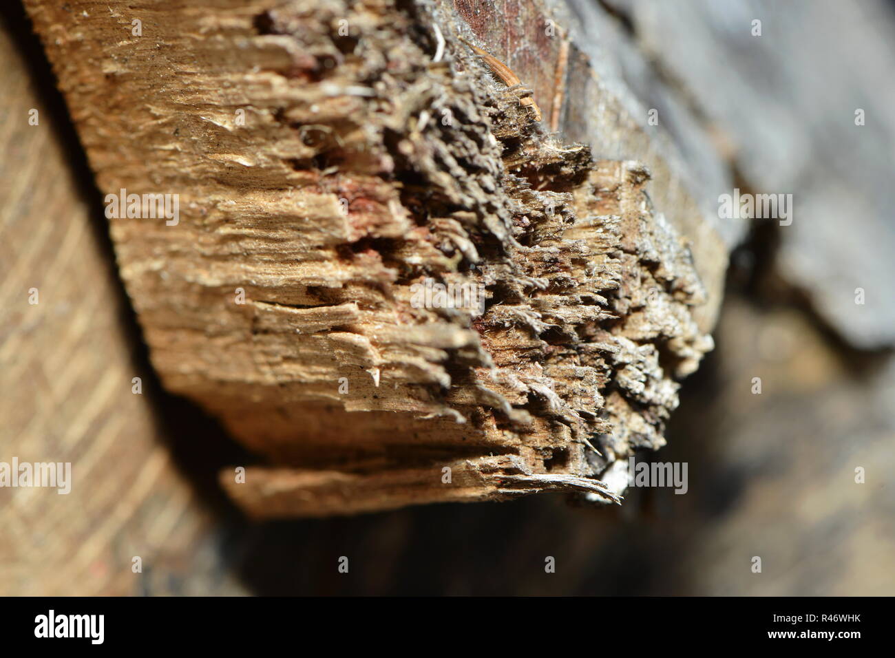 Tree breakage hi-res stock photography and images - Alamy
