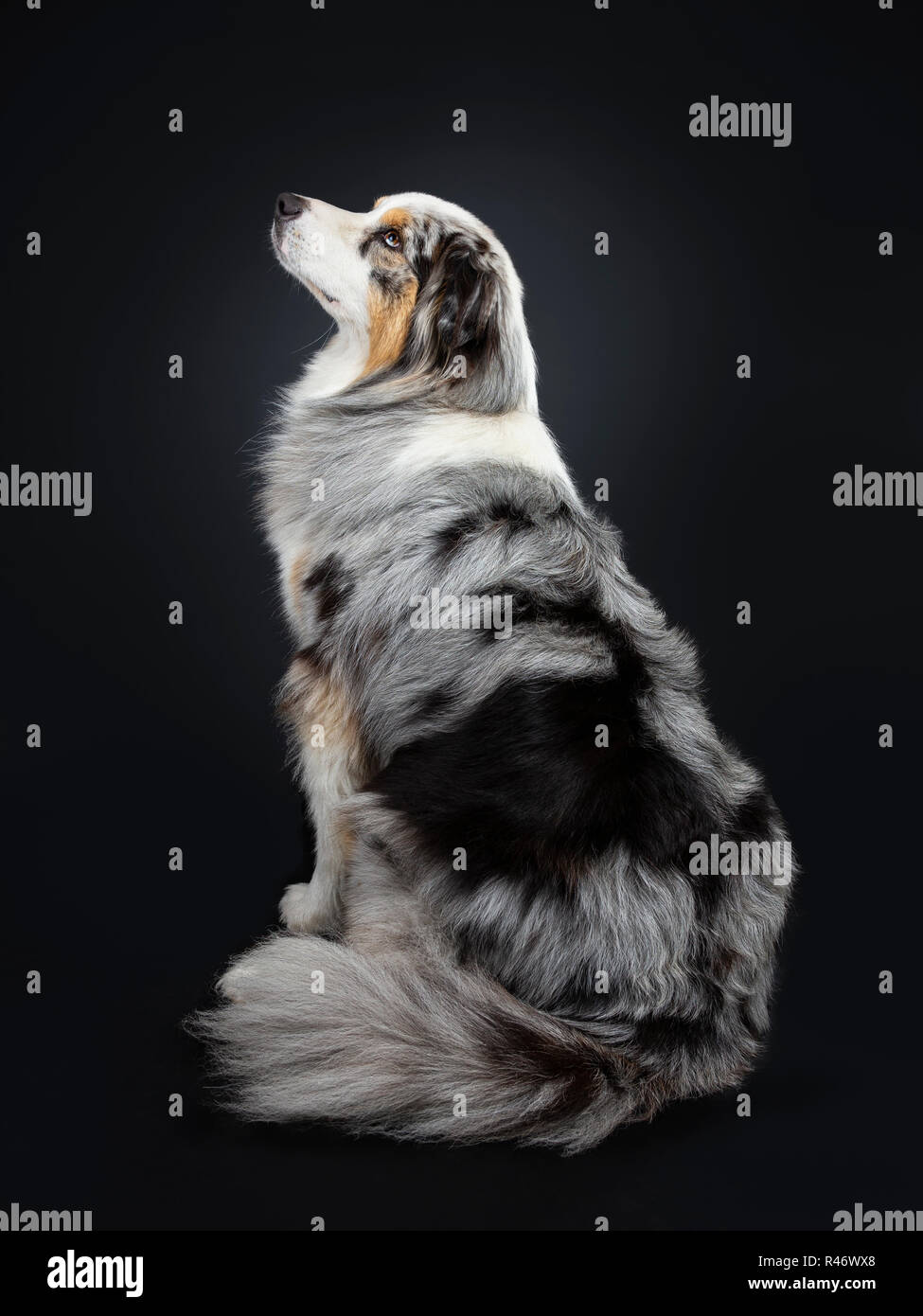 Handsome Australian Shepherd dog sitting backwards looking en profile ...