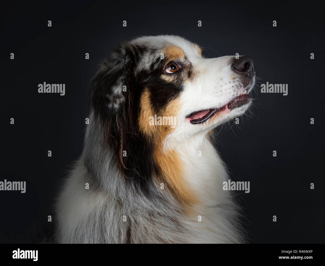 Head shot en profile of handsome Australian Shepherd dog front view ...